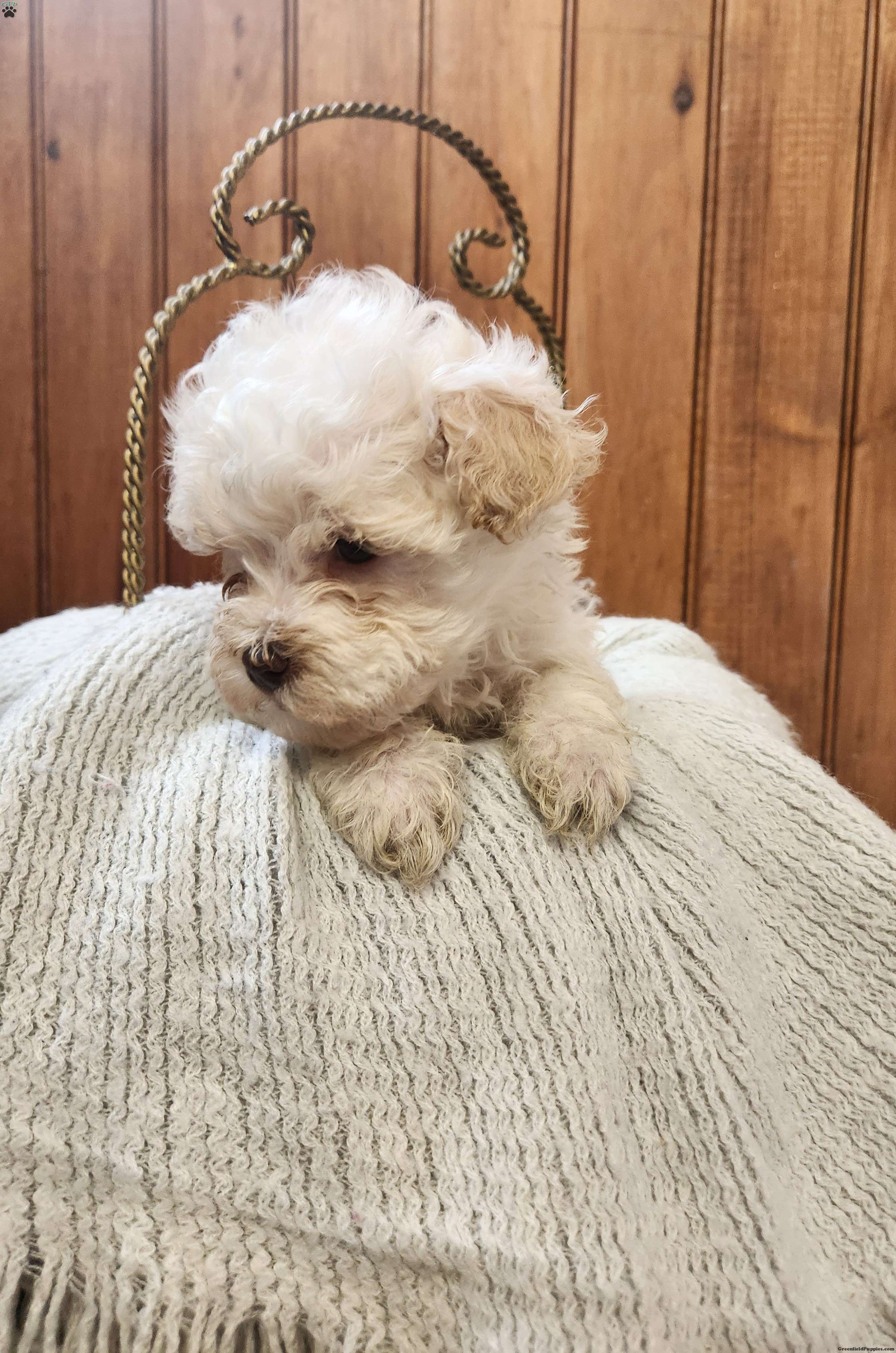 Joey - Havanese Puppy For Sale in Pennsylvania