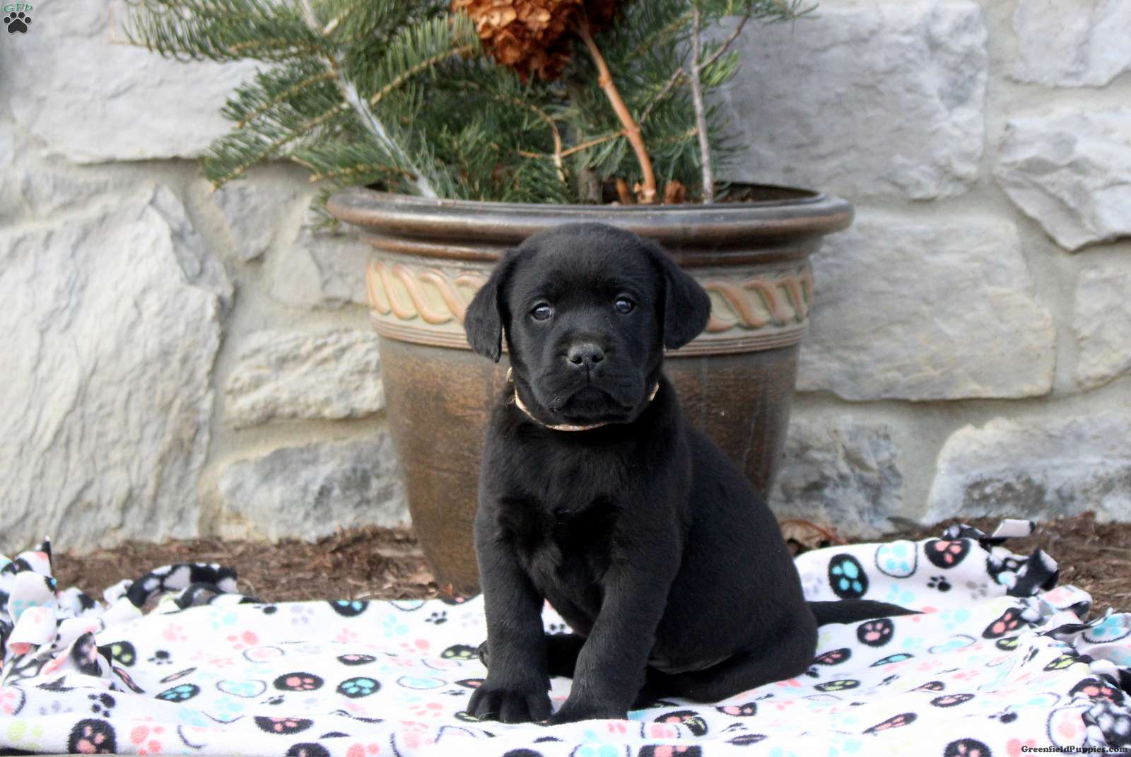Liam - Black Labrador Retriever Puppy For Sale in Pennsylvania