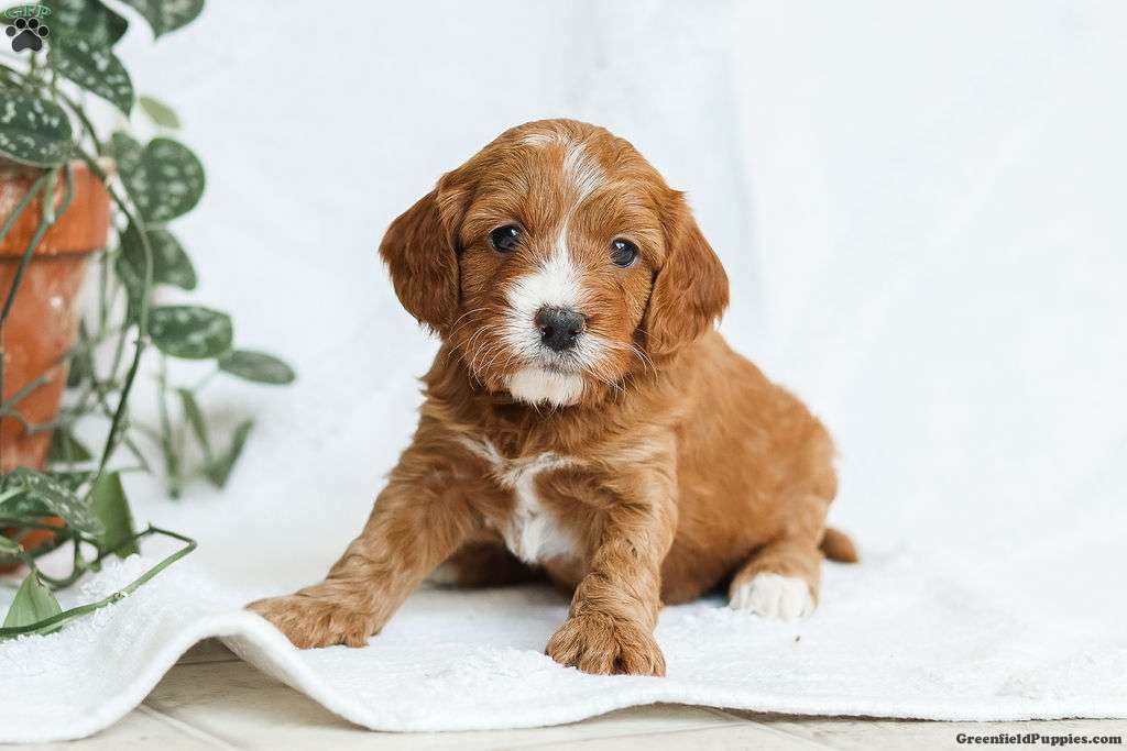 Mabel F1b - Cavapoo Puppy For Sale in Pennsylvania