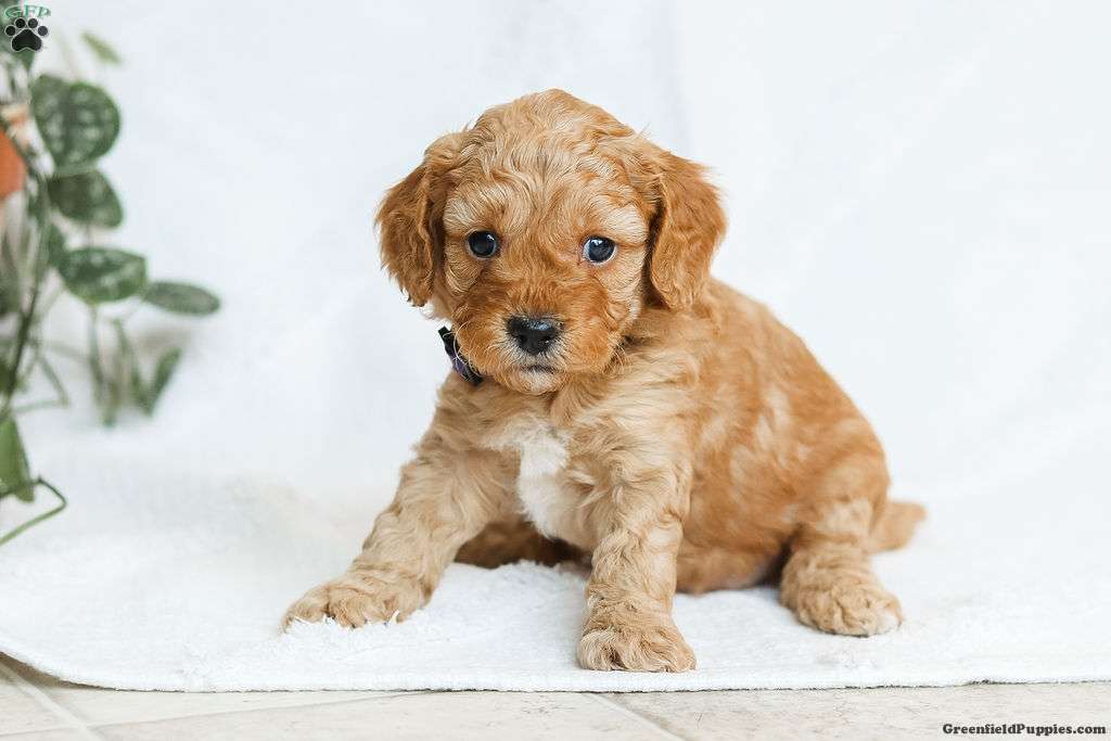 Mara F1b - Cavapoo Puppy For Sale in Pennsylvania