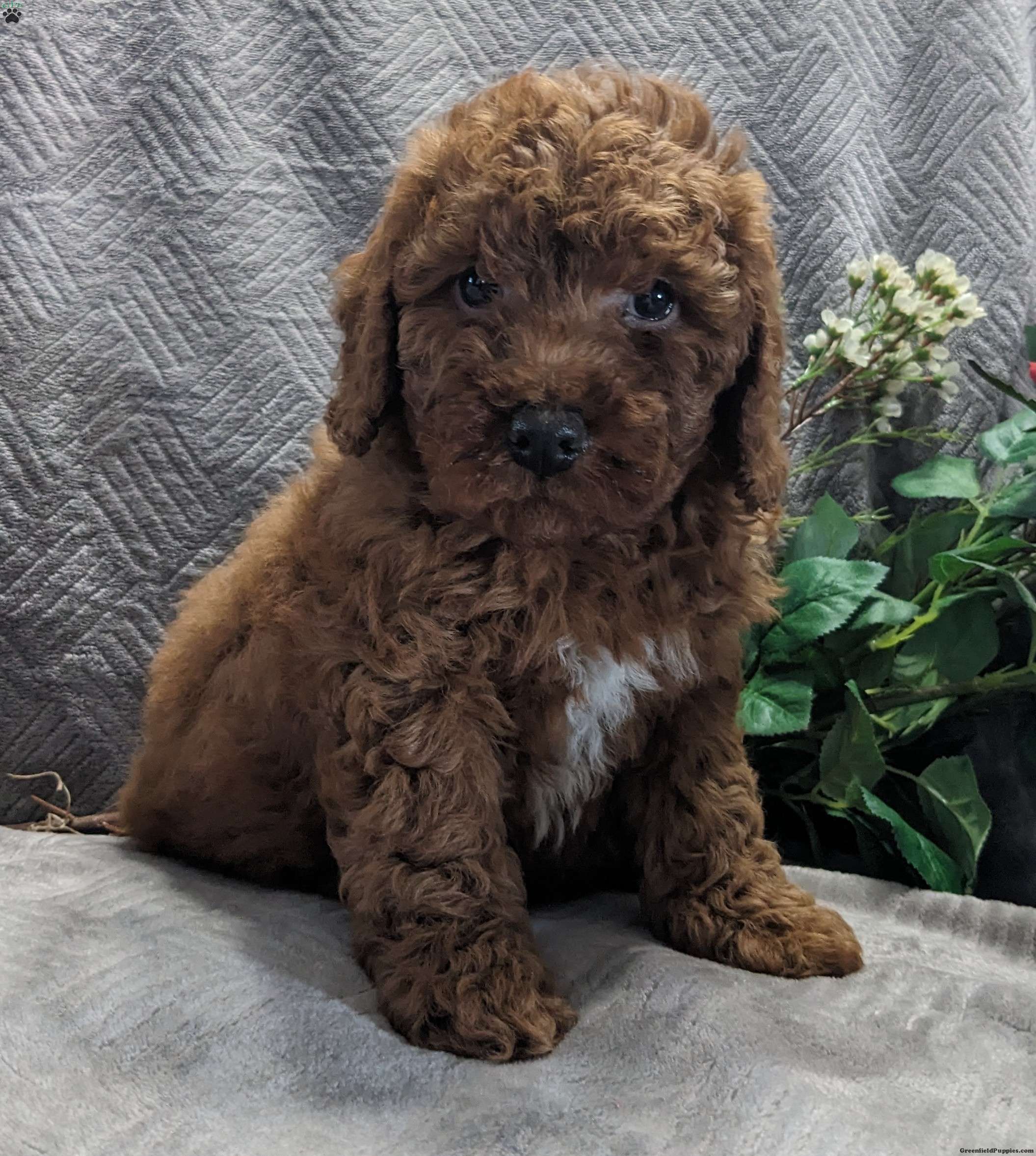 Mari - Mini Goldendoodle Puppy For Sale in Pennsylvania