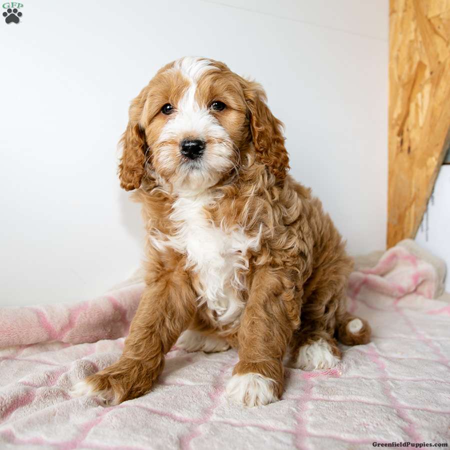 Marla - Mini Goldendoodle Puppy For Sale in New York