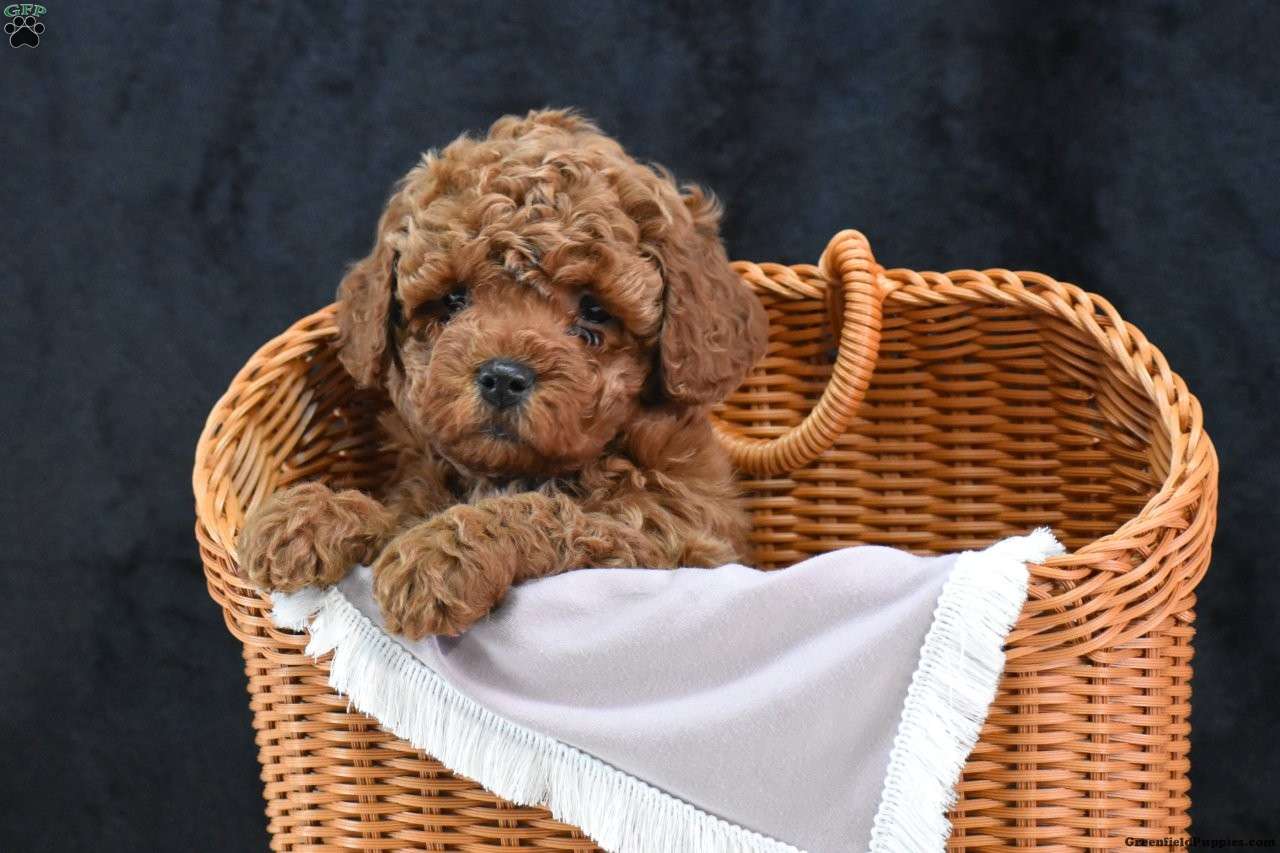 Michael - Havapoo Puppy For Sale in Pennsylvania