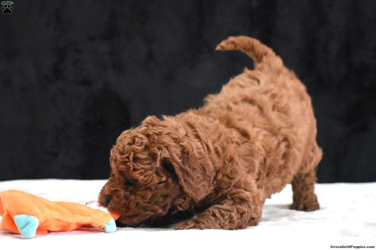 Michael - Havapoo Puppy For Sale in Pennsylvania