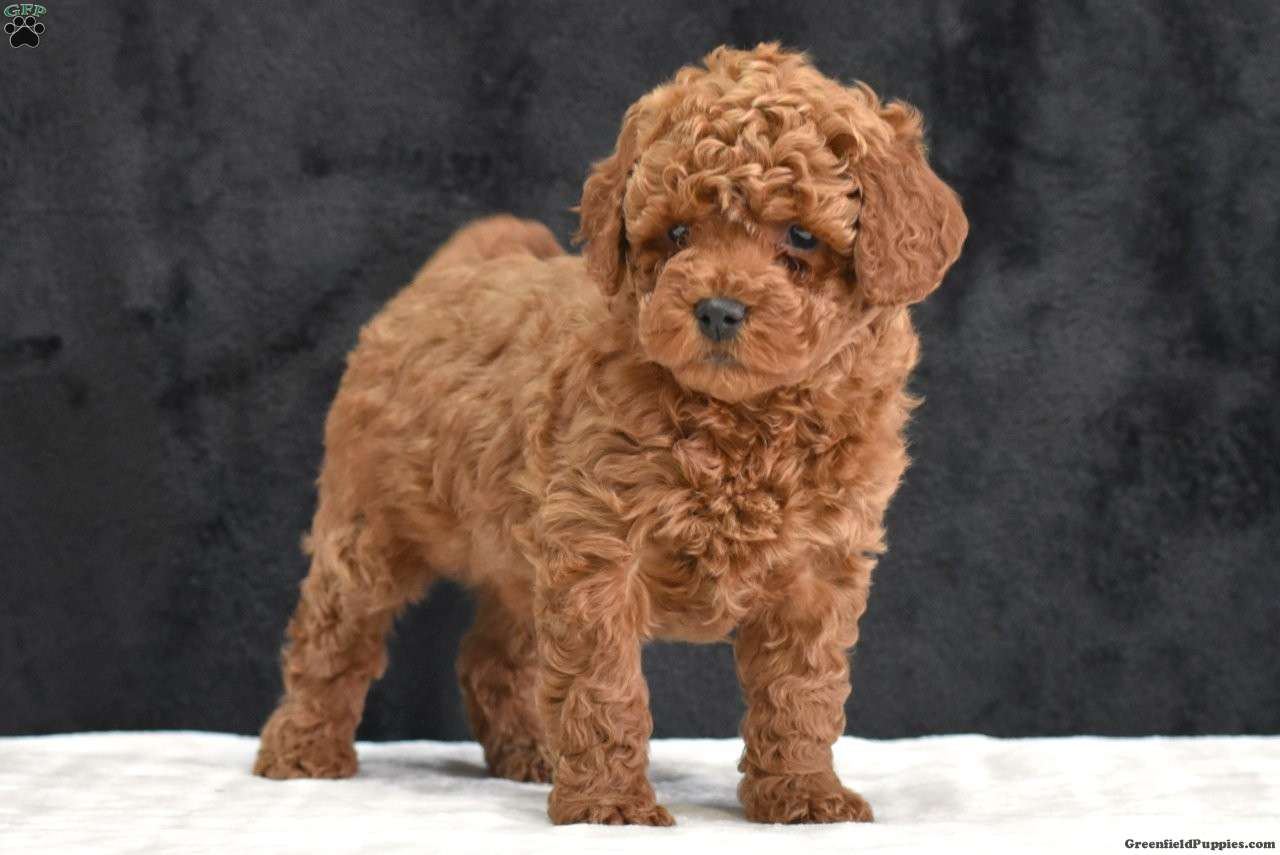 Michael - Havapoo Puppy For Sale in Pennsylvania
