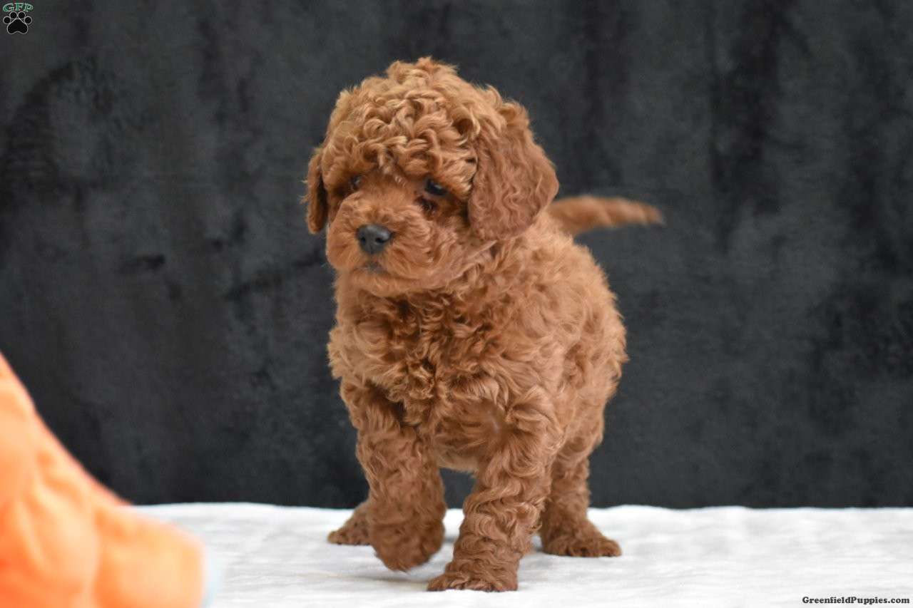 Michael - Havapoo Puppy For Sale in Pennsylvania