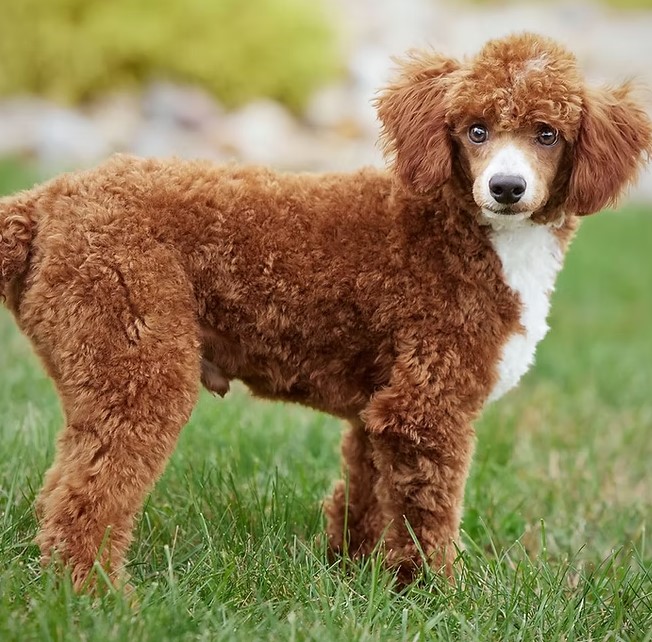 Murphy - Cavapoo Puppy For Sale in Pennsylvania