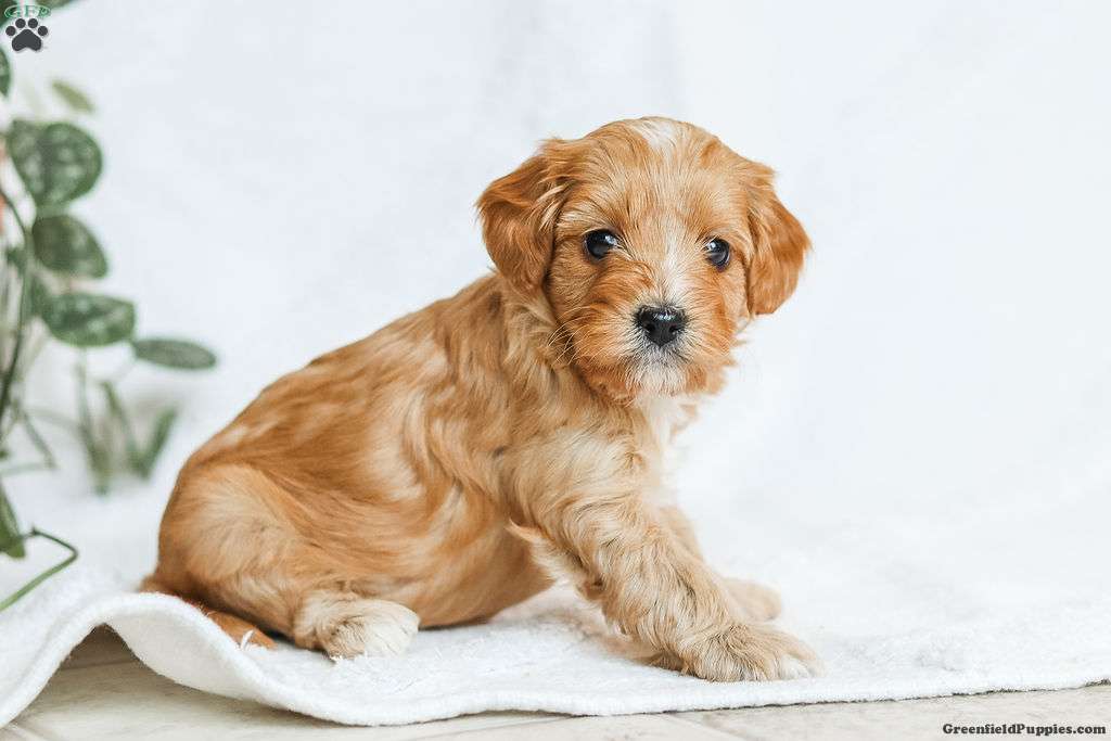 Millie F1b - Cavapoo Puppy For Sale in Pennsylvania