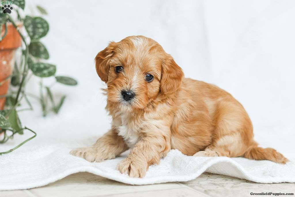 Millie F1b - Cavapoo Puppy For Sale in Pennsylvania
