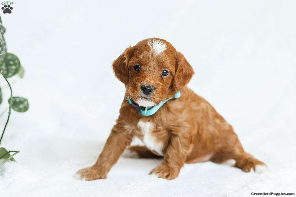Monty F1b - Cavapoo Puppy For Sale in Pennsylvania