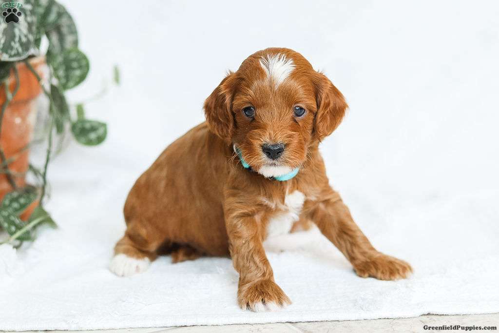 Monty F1b - Cavapoo Puppy For Sale in Pennsylvania