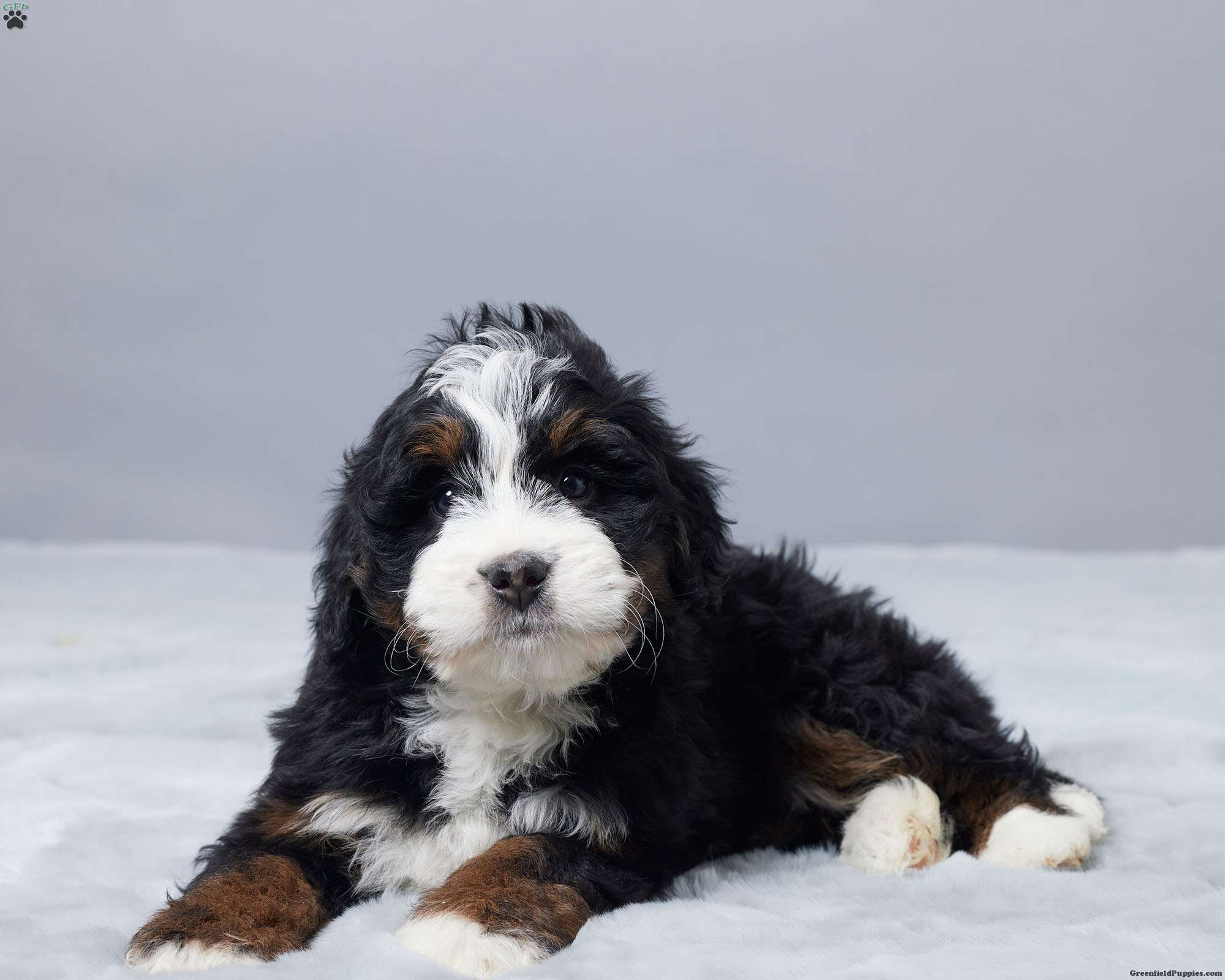 Nicolas - Mini Bernedoodle Puppy For Sale in Ohio
