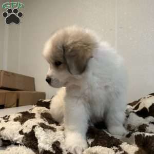 Great Pyrenees Puppies For Sale - Greenfield Puppies