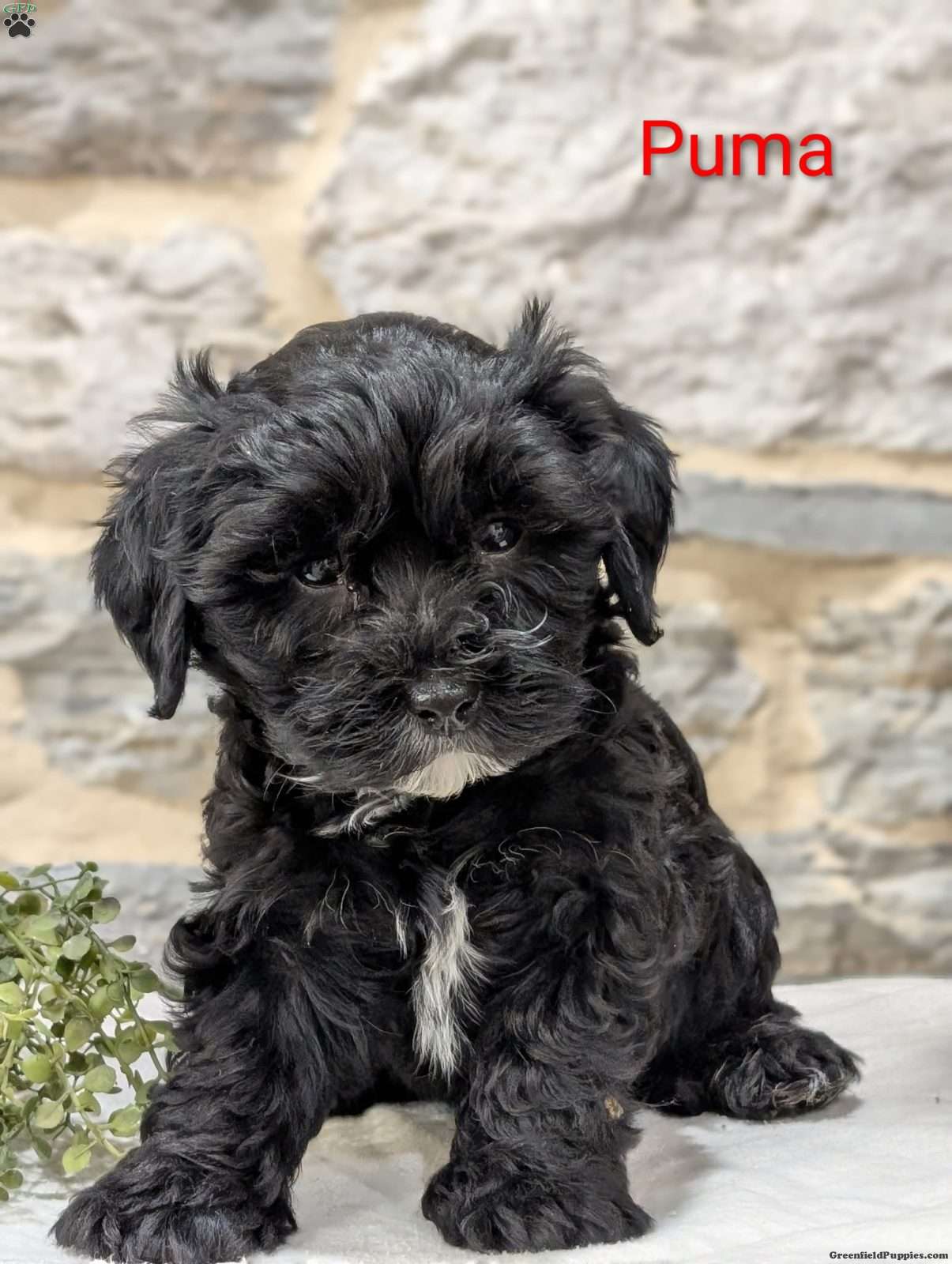 Puma - Cavapoo Puppy For Sale in Pennsylvania
