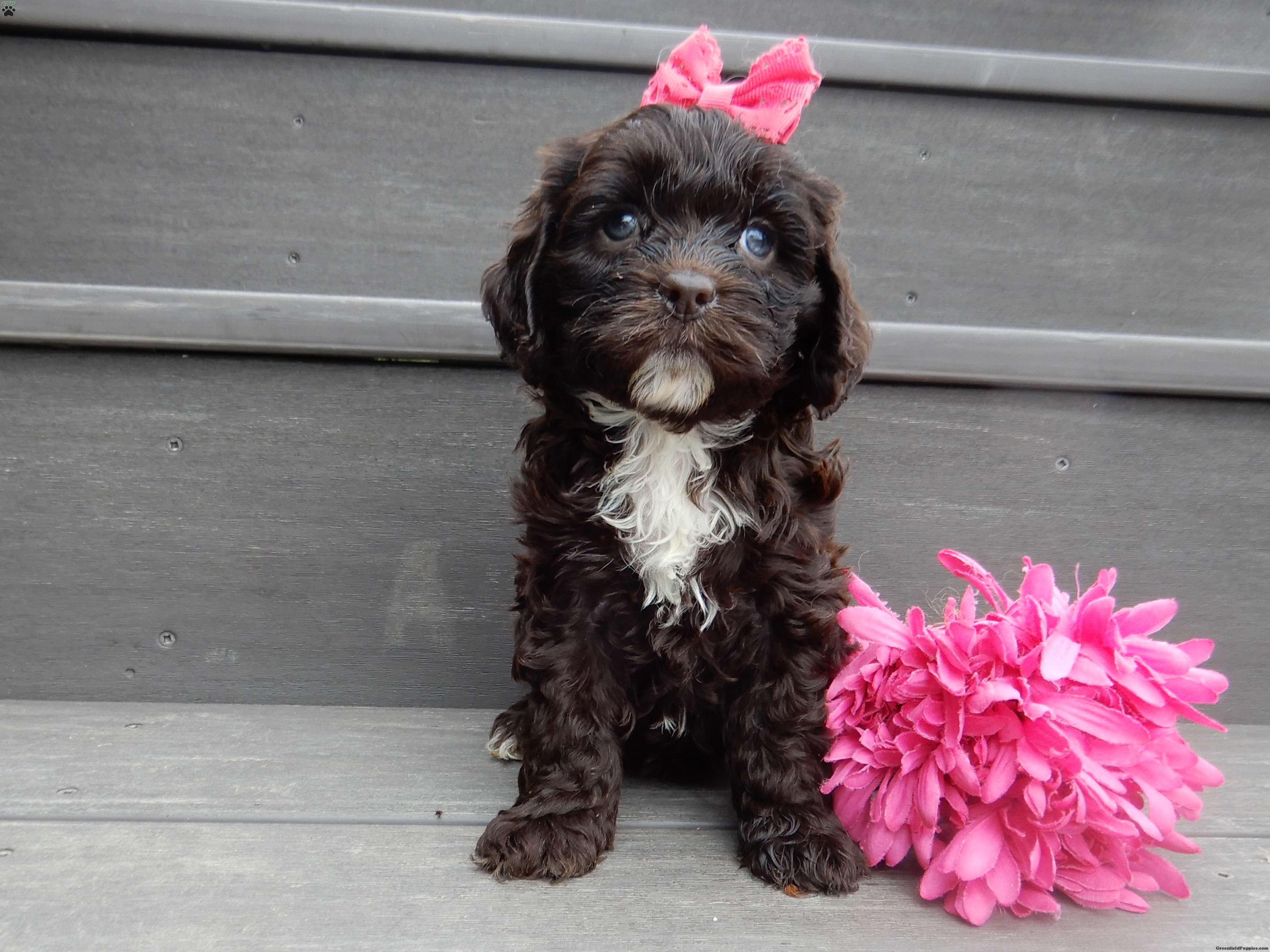 Addie - Cockapoo Puppy For Sale in Ohio
