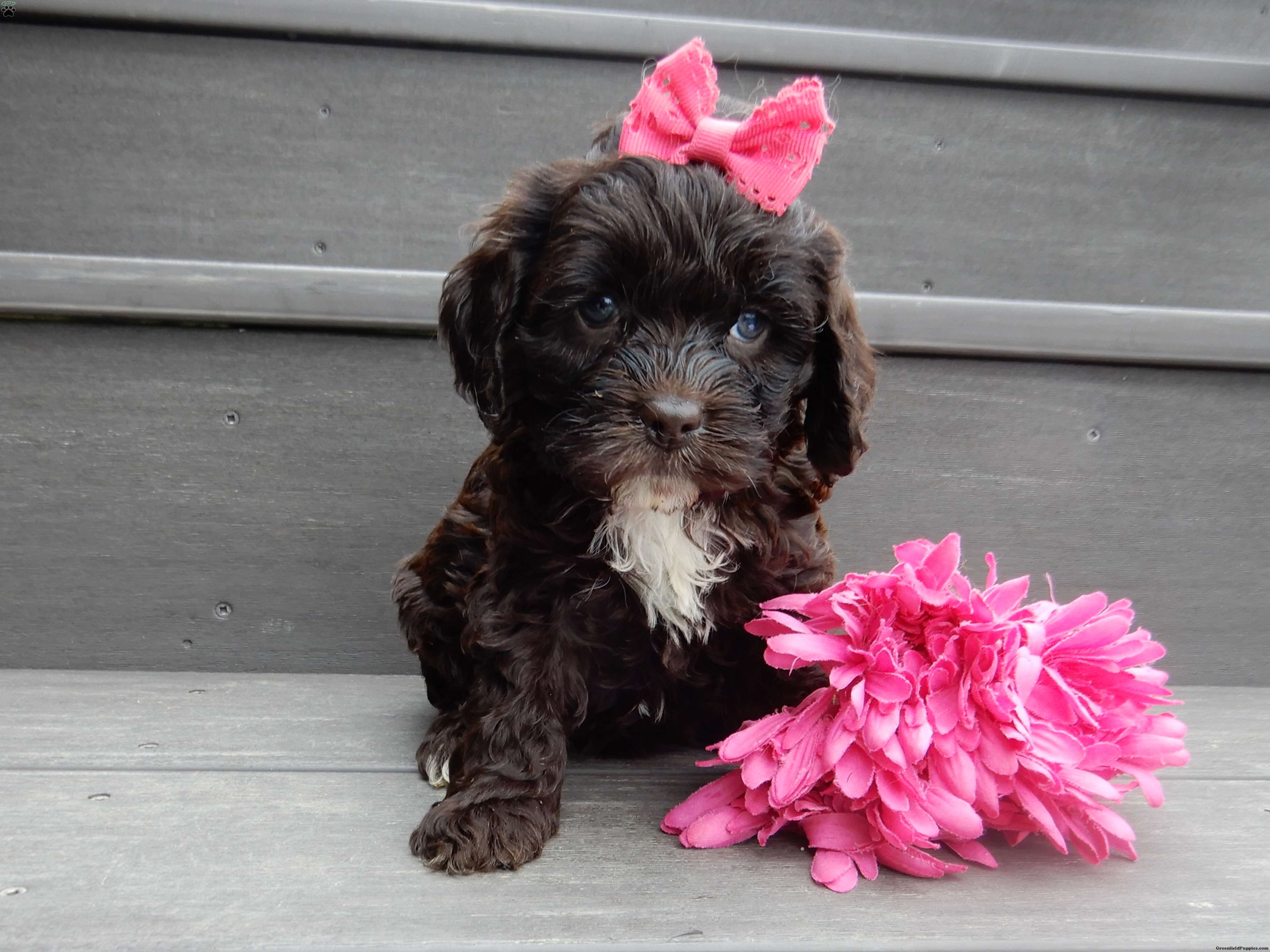 Addie - Cockapoo Puppy For Sale in Ohio
