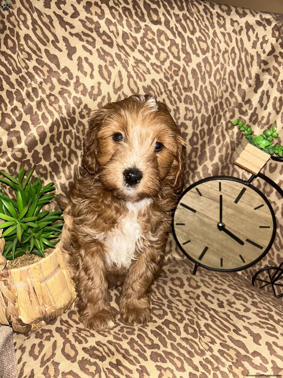 Roxy - Cockapoo Puppy For Sale in Pennsylvania