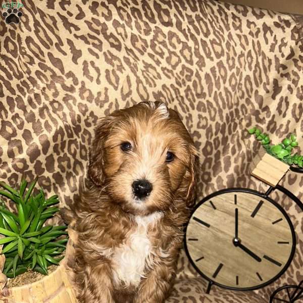 Roxy - Cockapoo Puppy For Sale in Pennsylvania