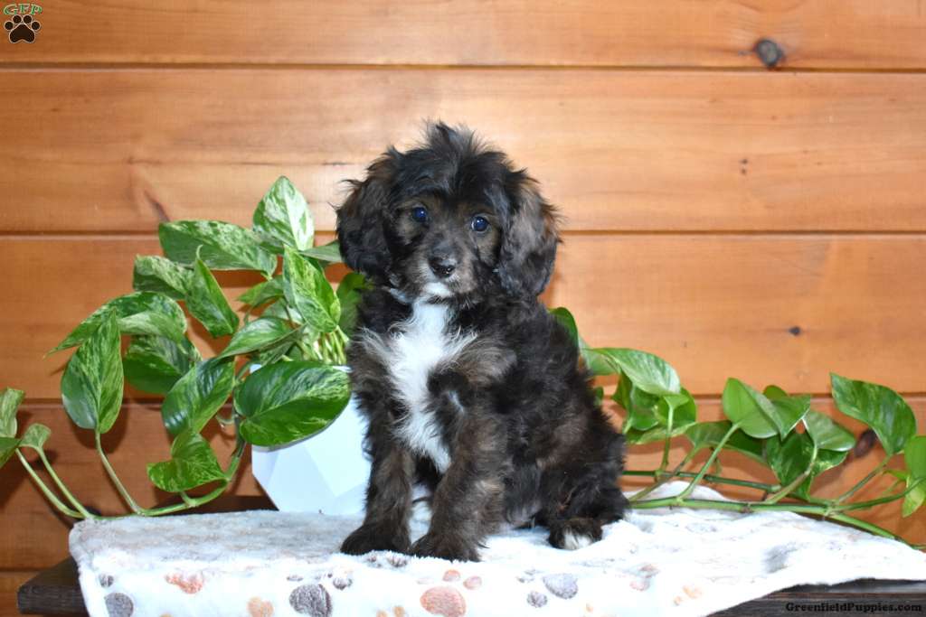 Shadow - Cavapoo Puppy For Sale in Pennsylvania