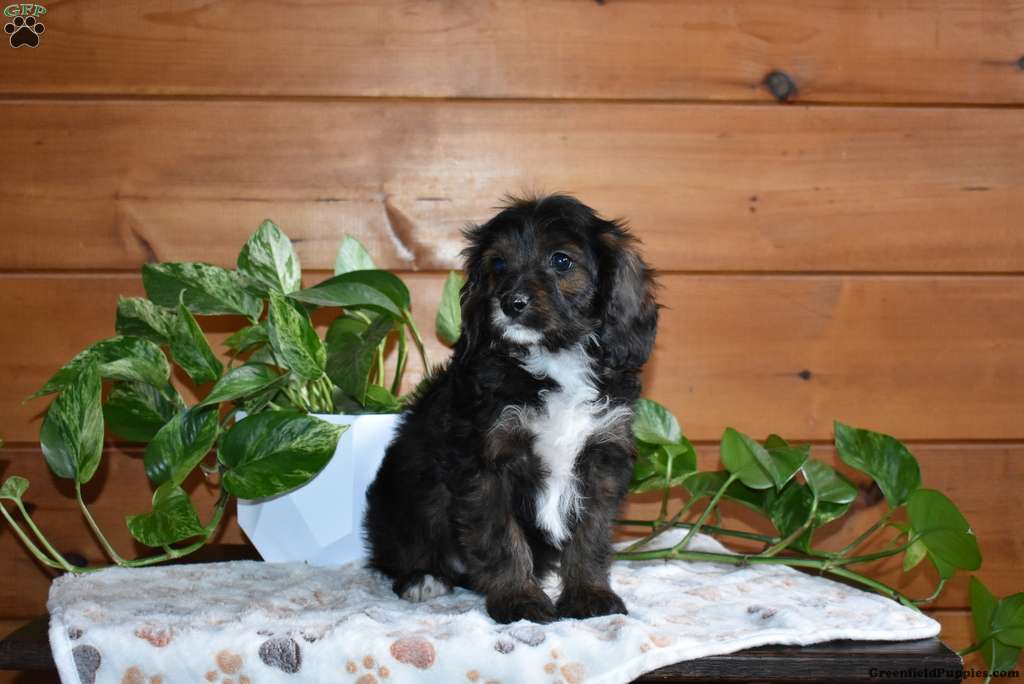 Shadow - Cavapoo Puppy For Sale in Pennsylvania