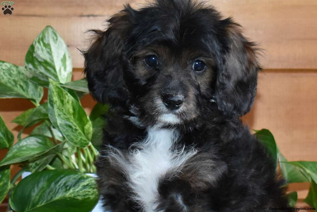 Shadow - Cavapoo Puppy For Sale in Pennsylvania