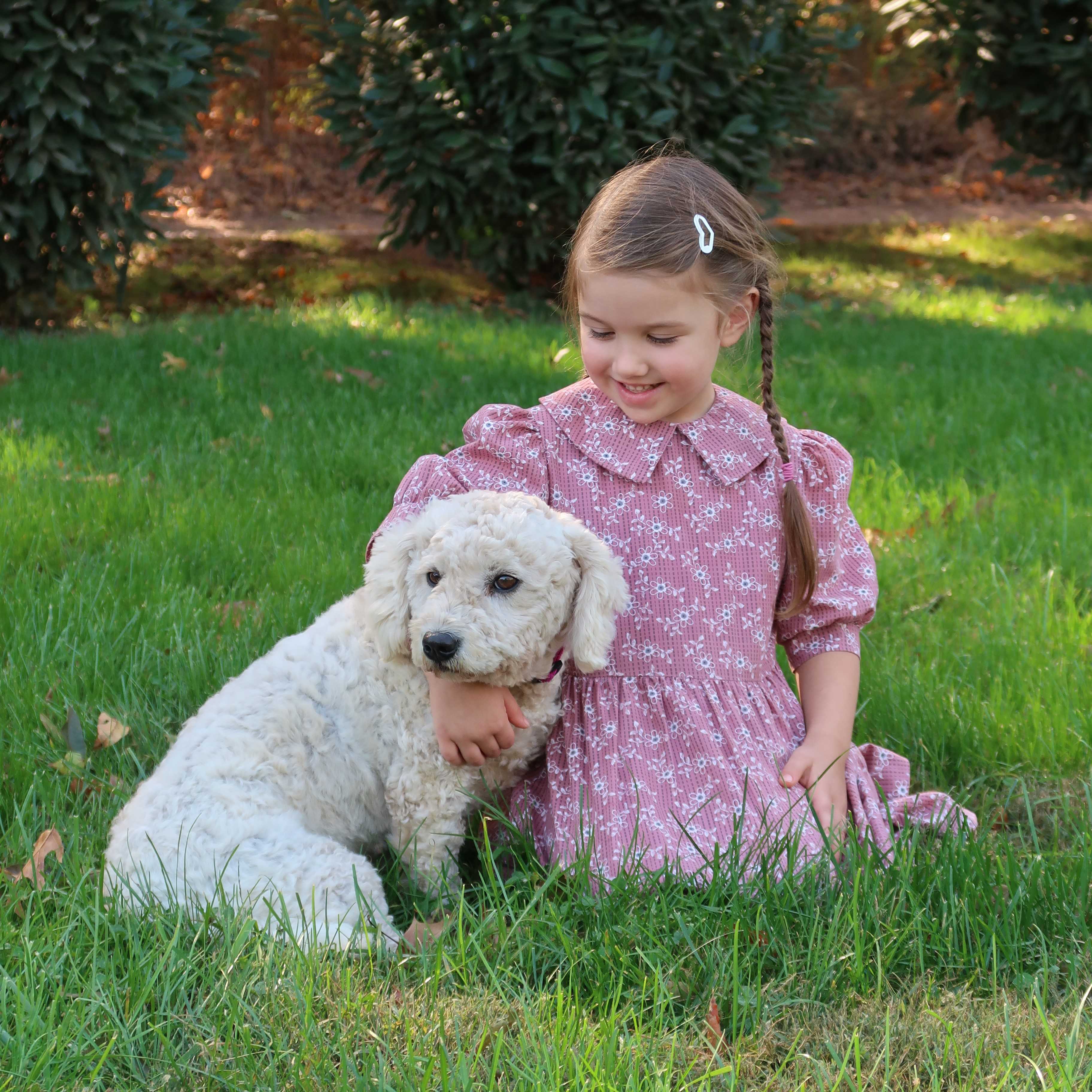 Gem - Mini Goldendoodle Puppy For Sale in Pennsylvania