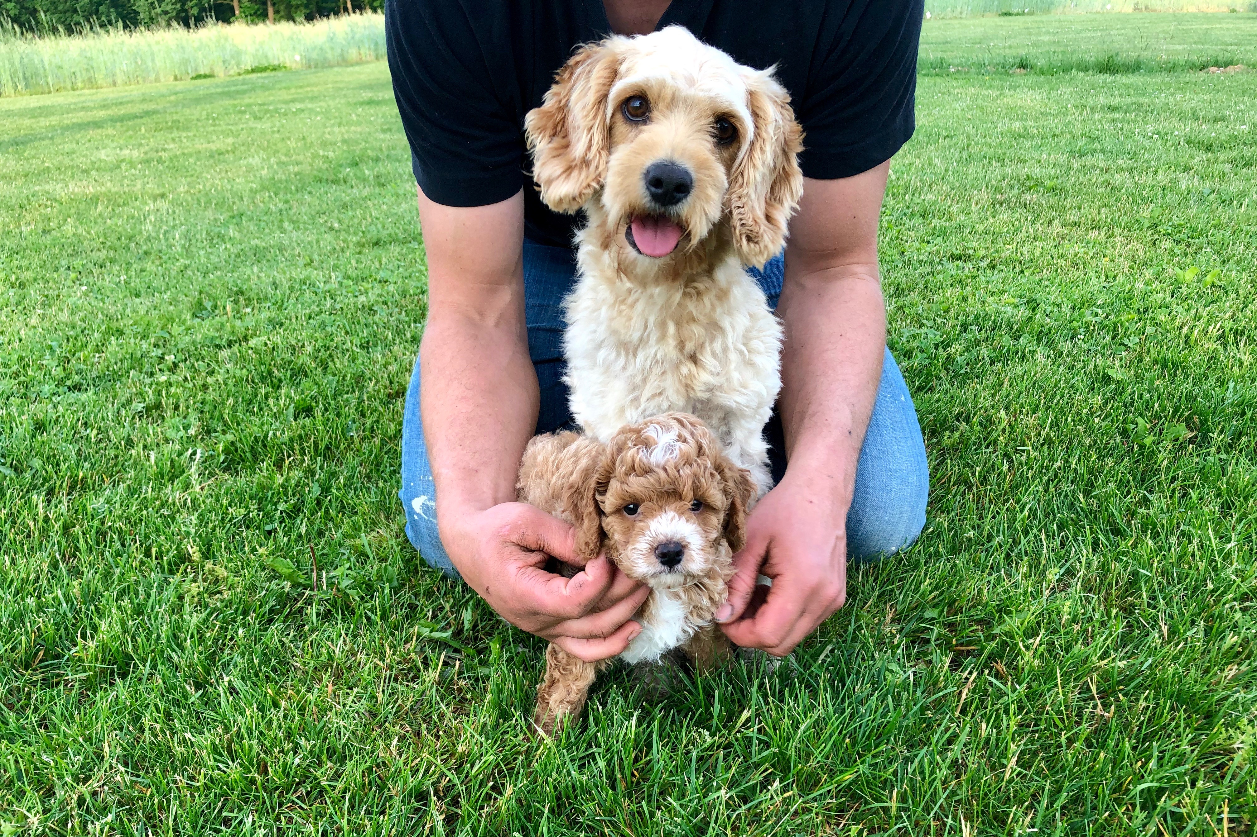 Cinderella - Cockapoo Puppy For Sale in Pennsylvania