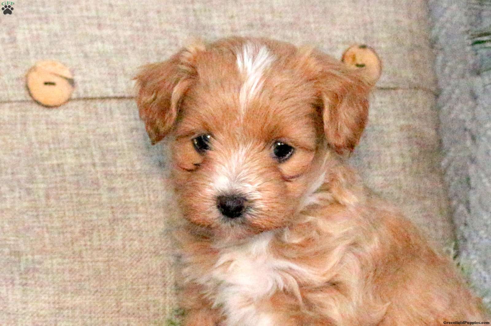 Taffy - Maltipoo Puppy For Sale in Pennsylvania