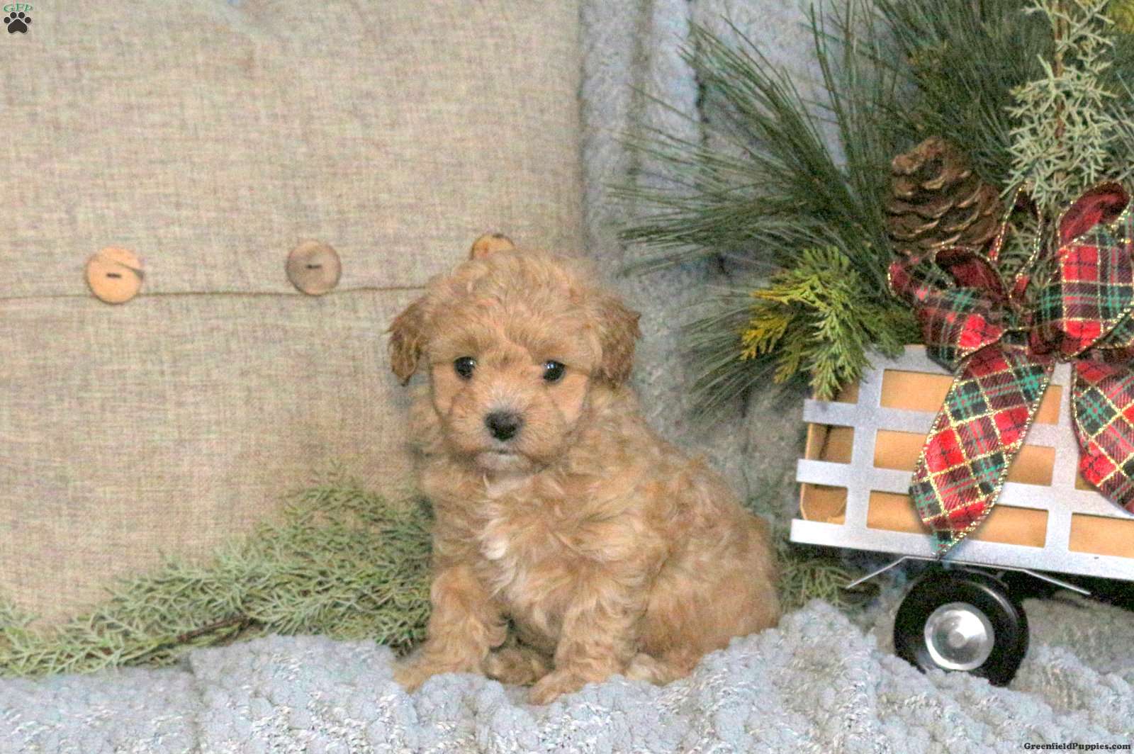 Tasha - Maltipoo Puppy For Sale in Pennsylvania