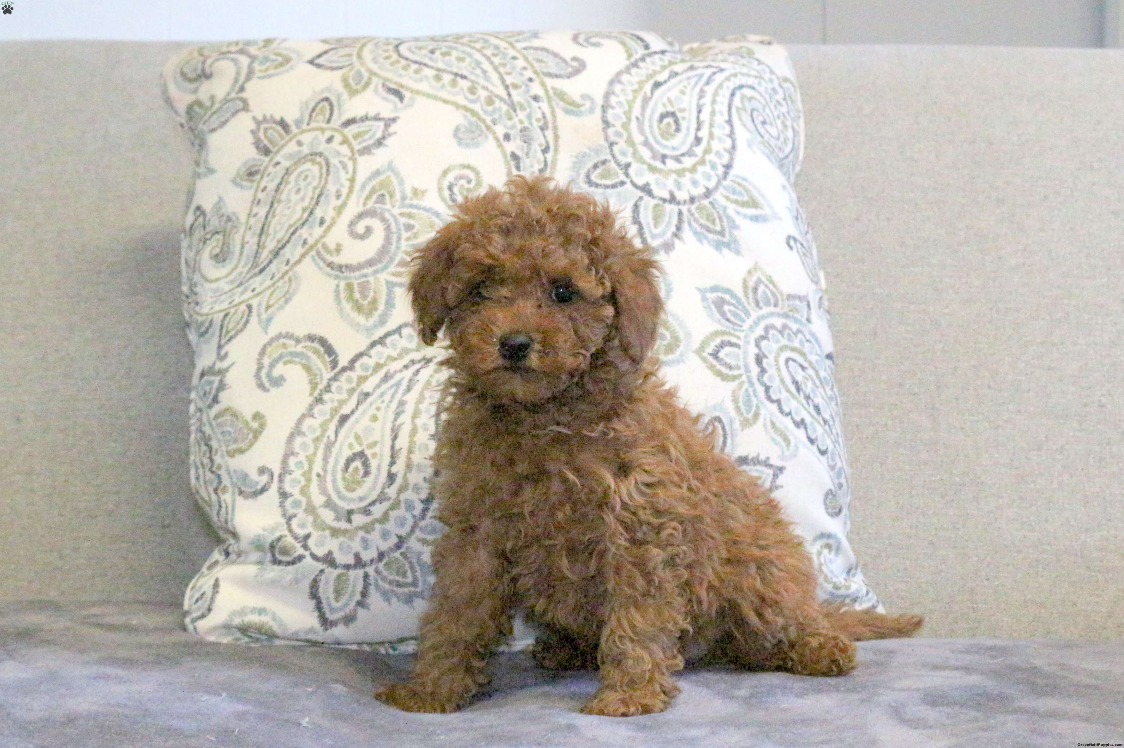 Walter - Cavapoo Puppy For Sale in Pennsylvania