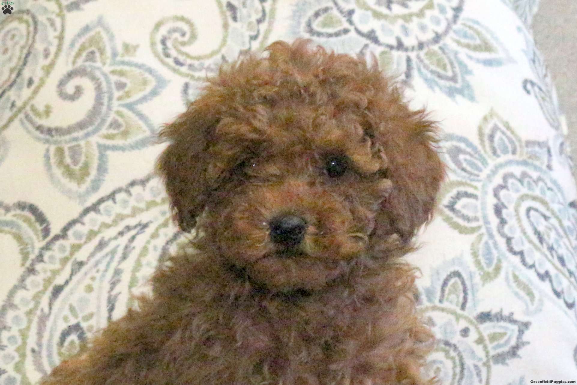 Walter - Cavapoo Puppy For Sale in Pennsylvania