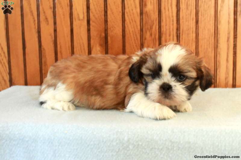 Wiley - Shih Tzu Puppy For Sale in Pennsylvania