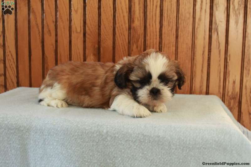 Wiley - Shih Tzu Puppy For Sale in Pennsylvania