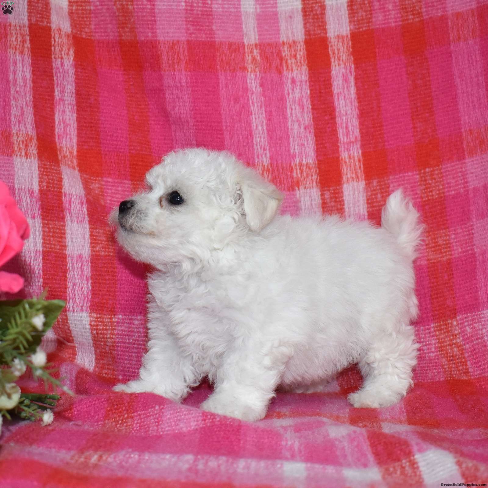 Winnie (Tiny) - Bichon Frise Puppy For Sale in Pennsylvania