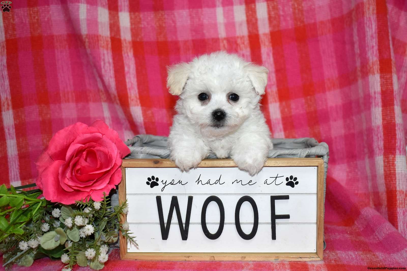 Winnie (Tiny) - Bichon Frise Puppy For Sale in Pennsylvania