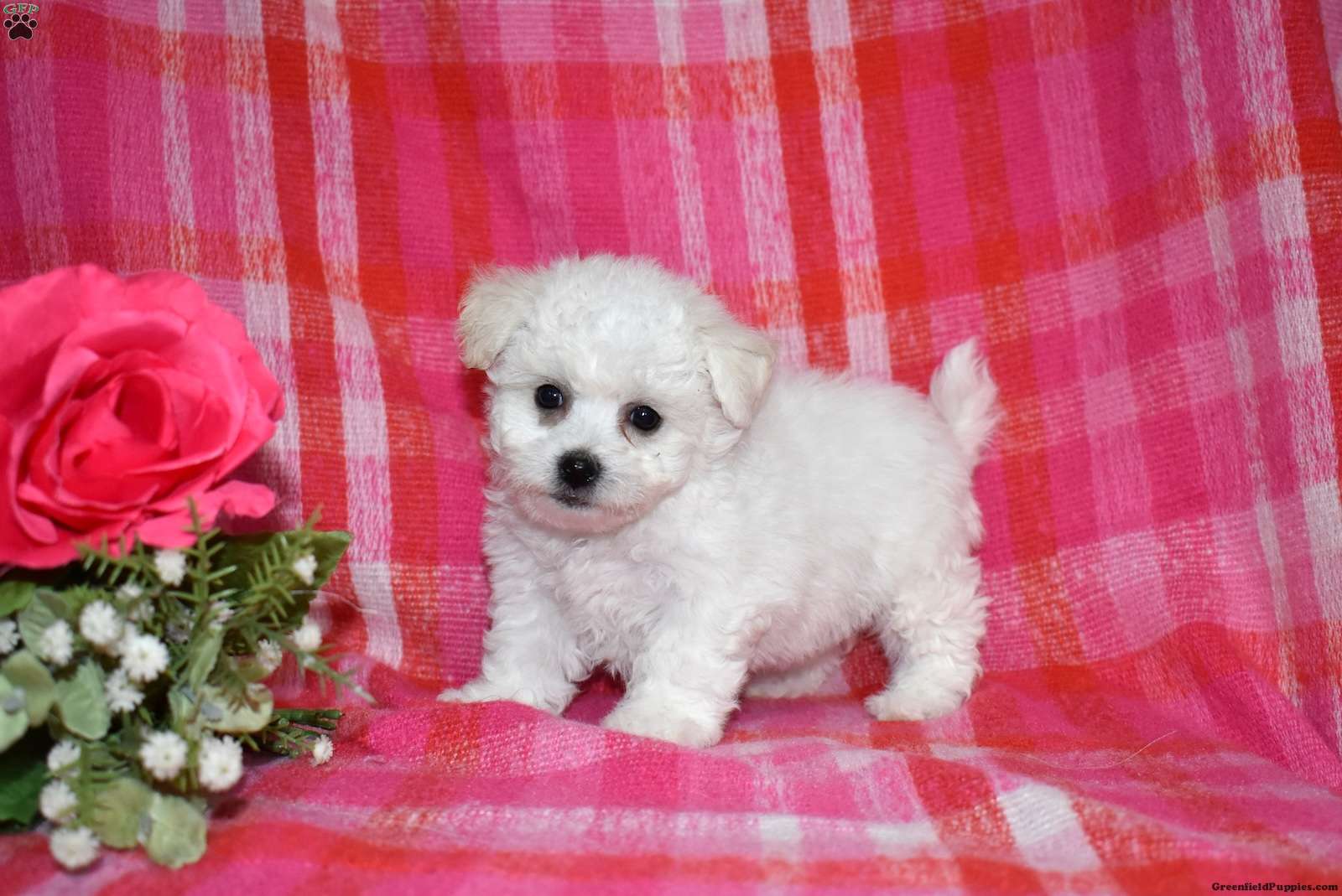 Winnie (Tiny) - Bichon Frise Puppy For Sale in Pennsylvania