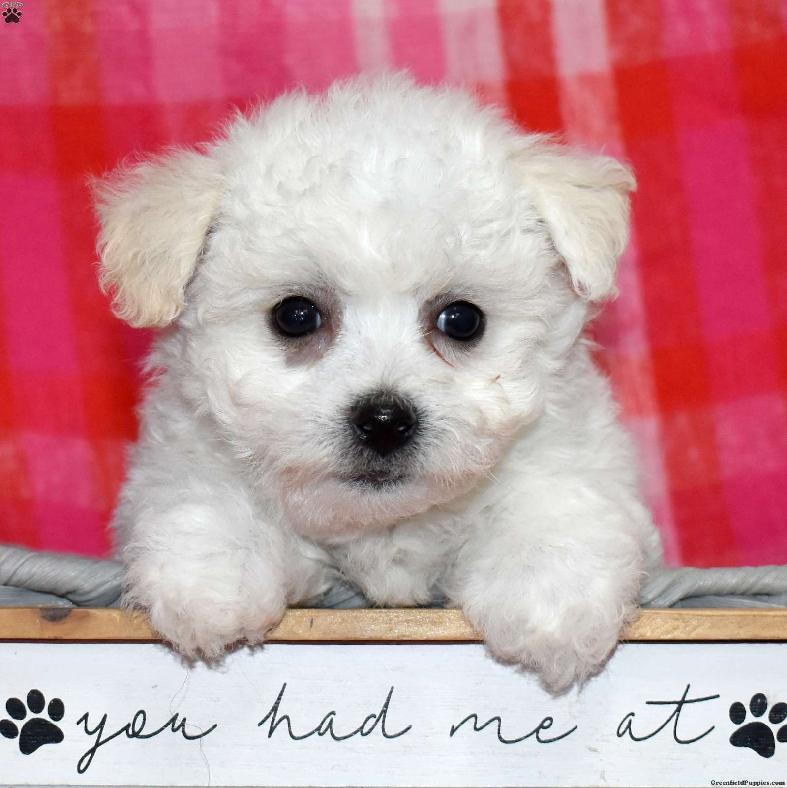 Winnie (Tiny) - Bichon Frise Puppy For Sale in Pennsylvania