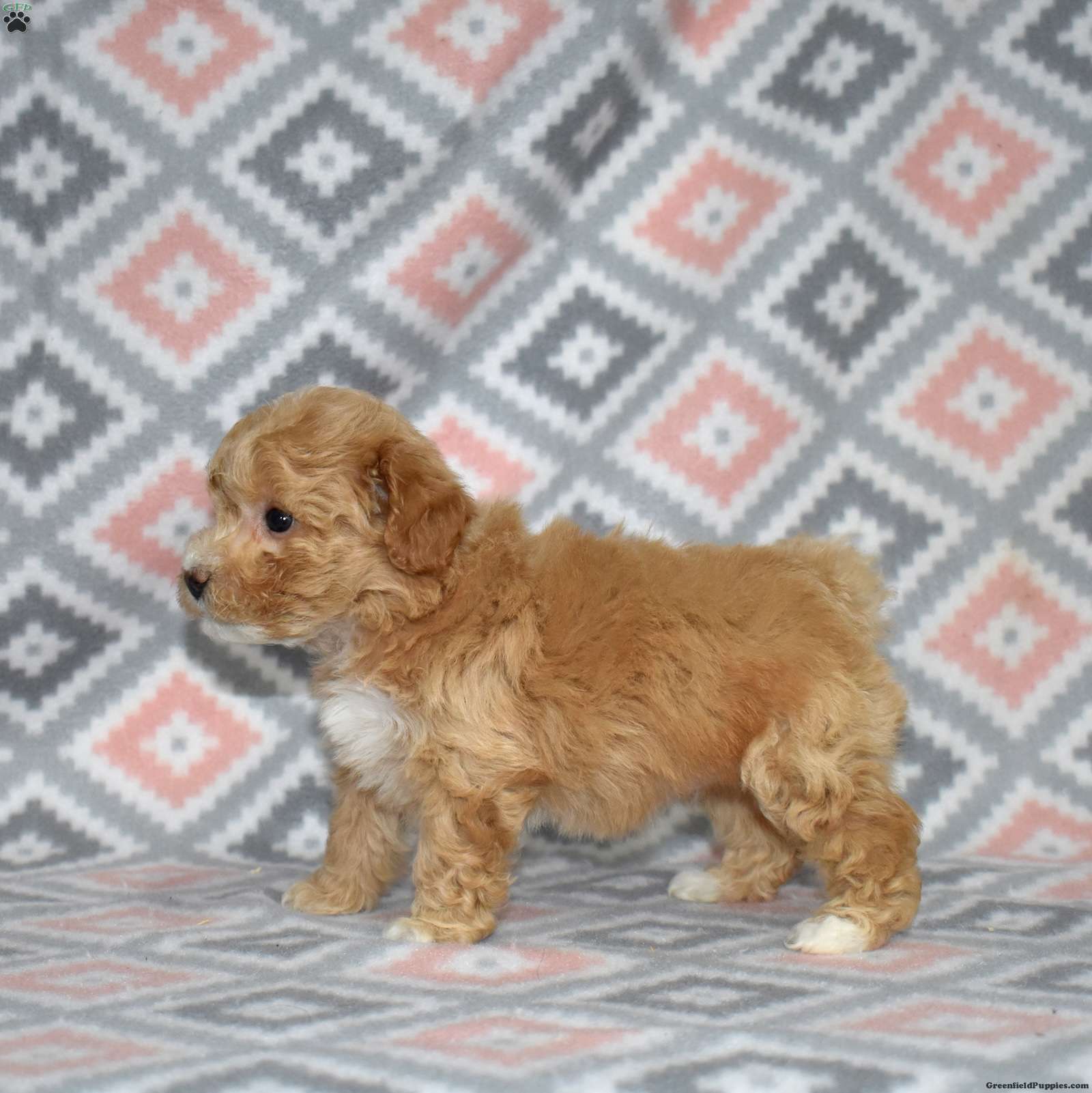 Pixie - Bich-Poo Puppy For Sale in Pennsylvania