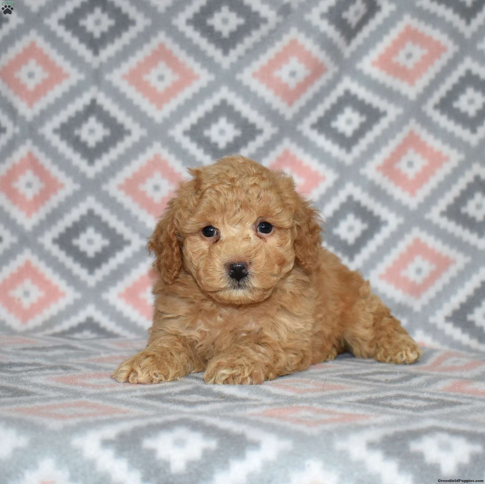 Peanut - Bich-Poo Puppy For Sale in Pennsylvania