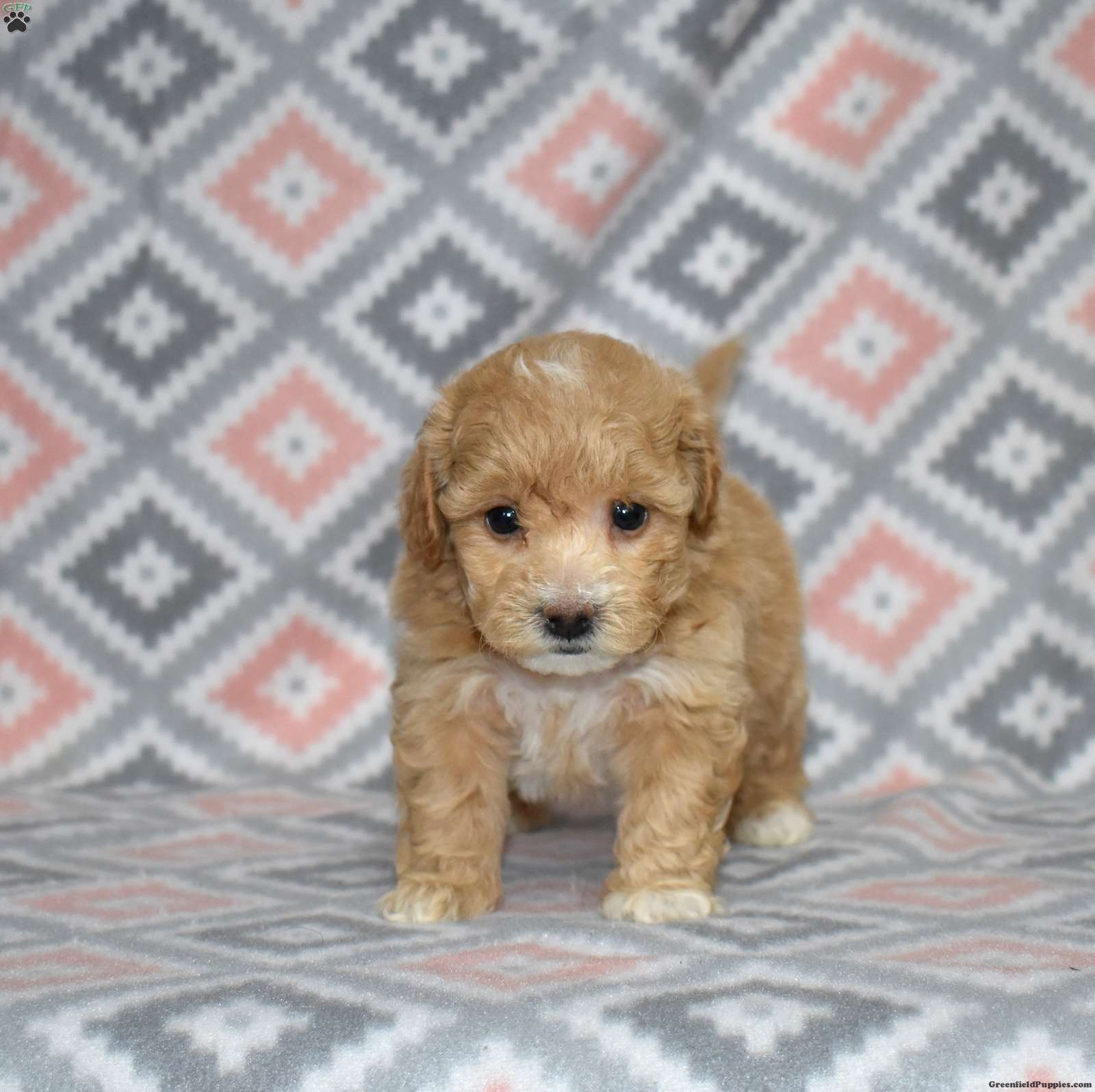 Pixie - Bich-Poo Puppy For Sale in Pennsylvania