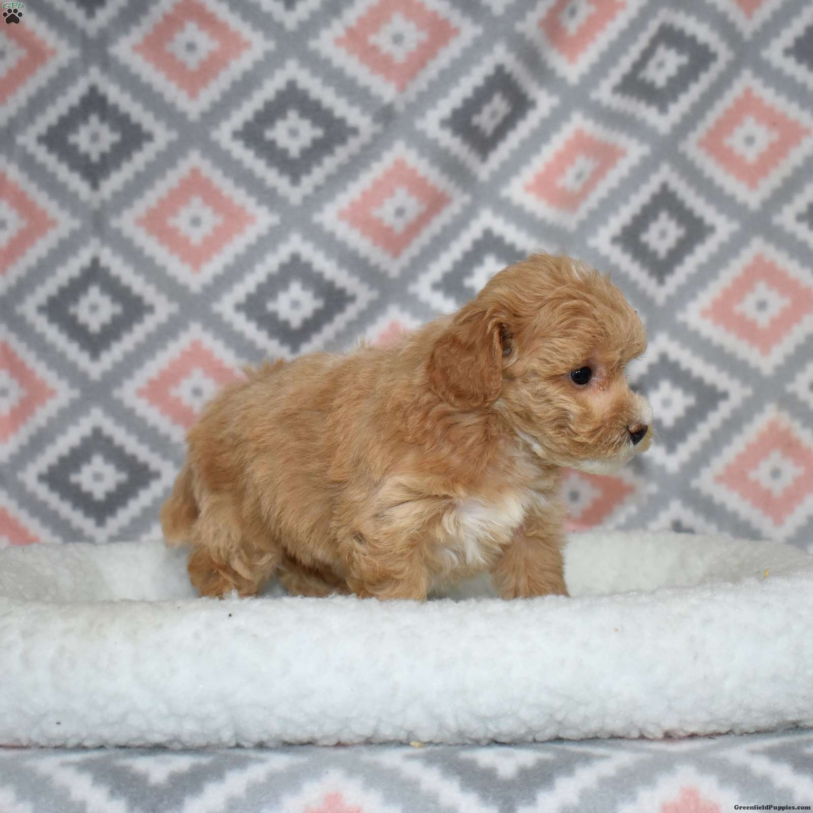 Pixie - Bich-Poo Puppy For Sale in Pennsylvania