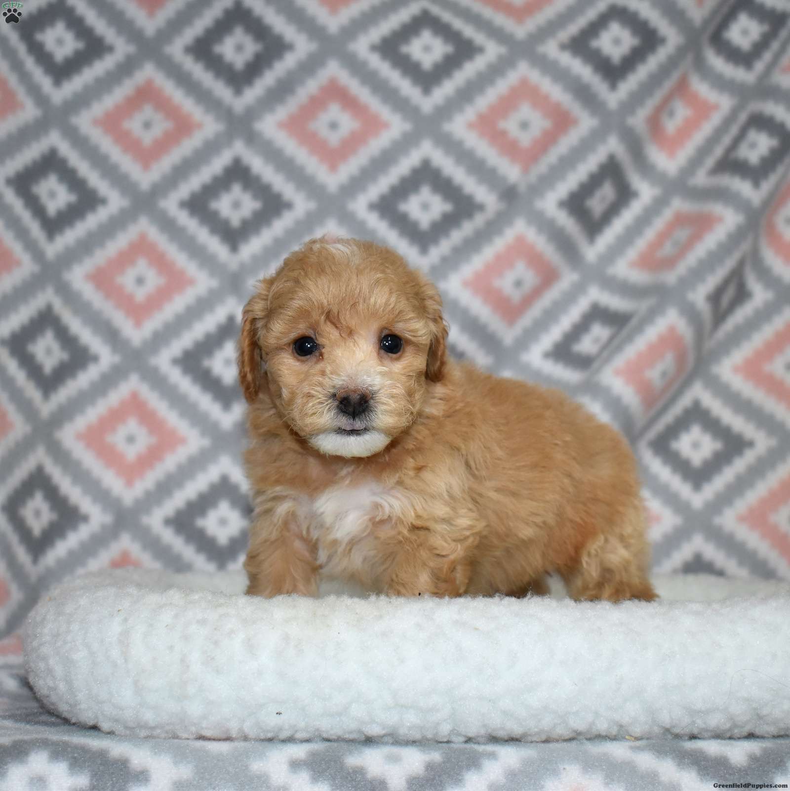 Pixie - Bich-Poo Puppy For Sale in Pennsylvania