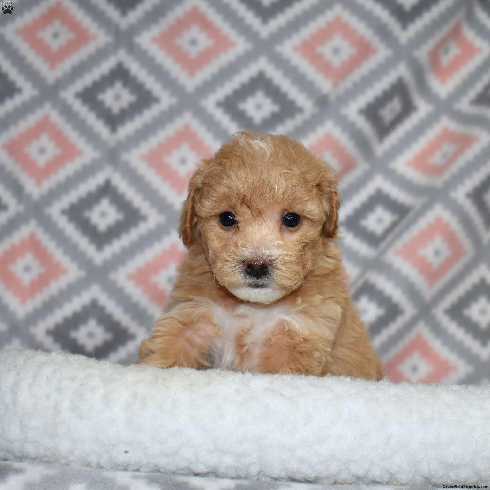 Pixie - Bich-Poo Puppy For Sale in Pennsylvania