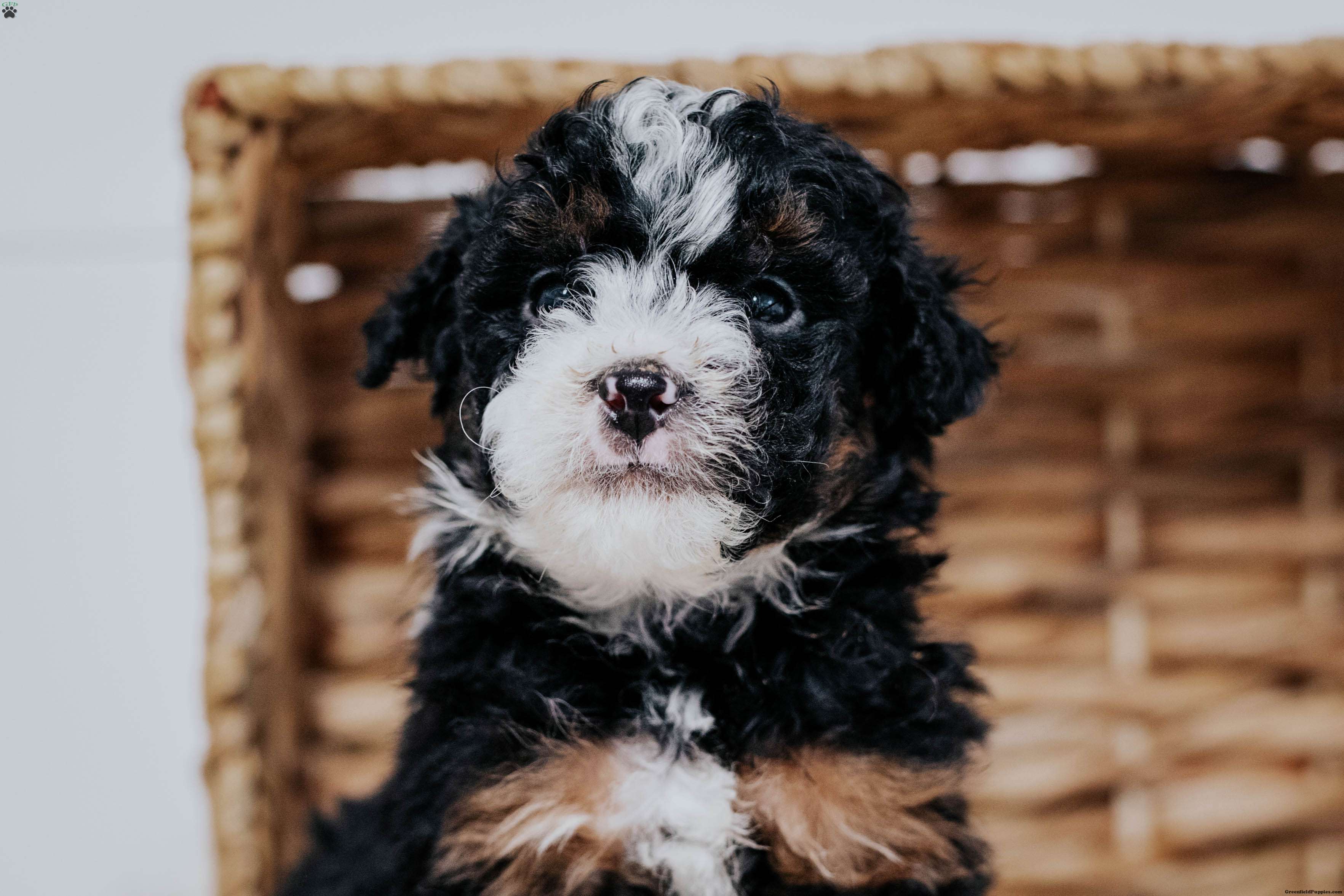 Chuck - Mini Bernedoodle Puppy For Sale in Pennsylvania