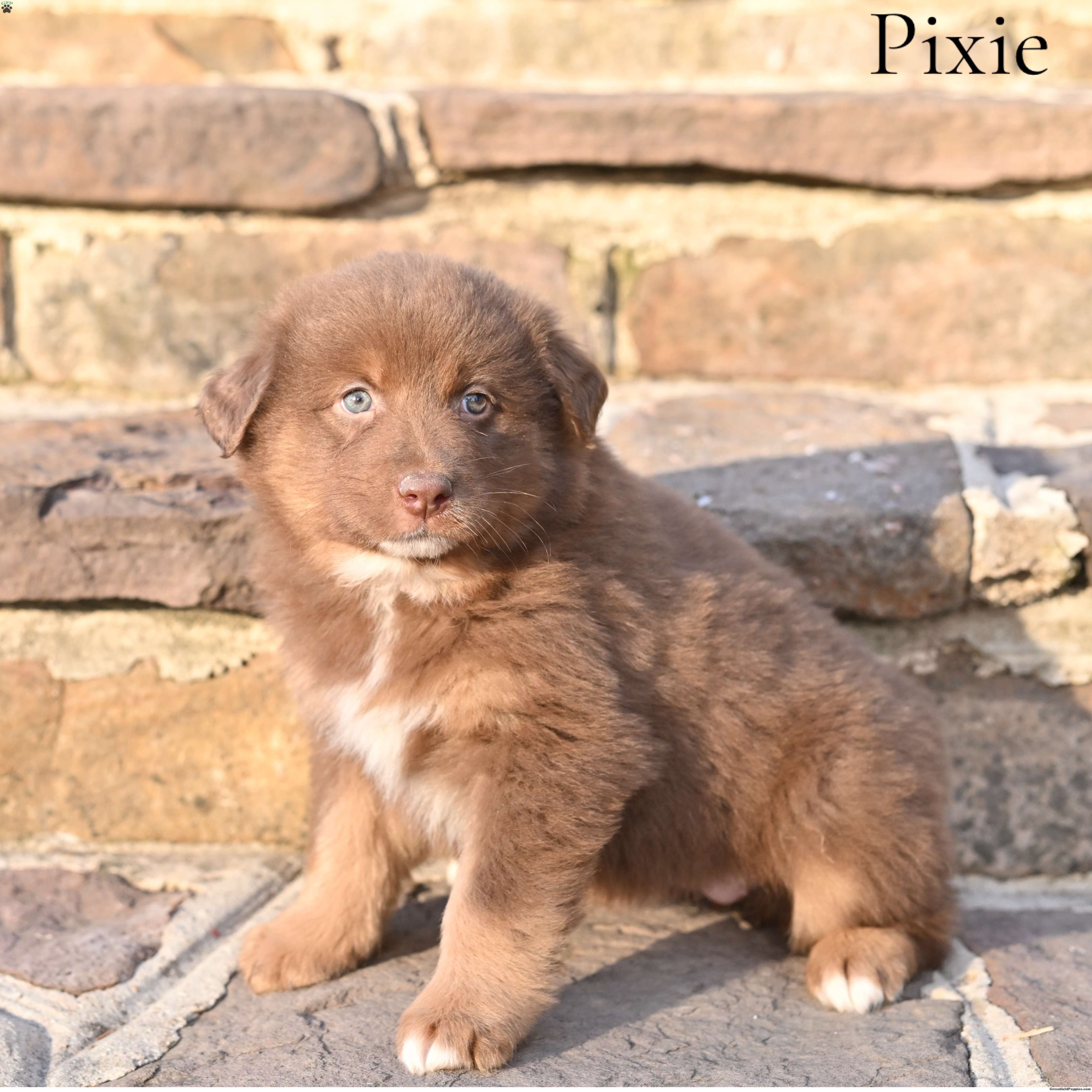 Pixie - Australian Shepherd Puppy For Sale in Pennsylvania