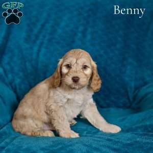 Cockapoo Puppies for Sale - Greenfield Puppies