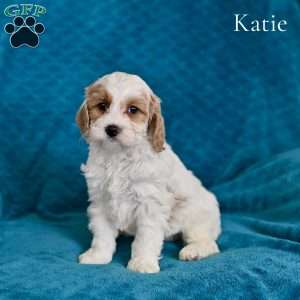 Cockapoo Puppies for Sale - Greenfield Puppies