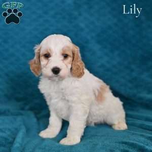 Cockapoo Puppies for Sale - Greenfield Puppies