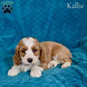 Cockapoo Puppies for Sale - Greenfield Puppies