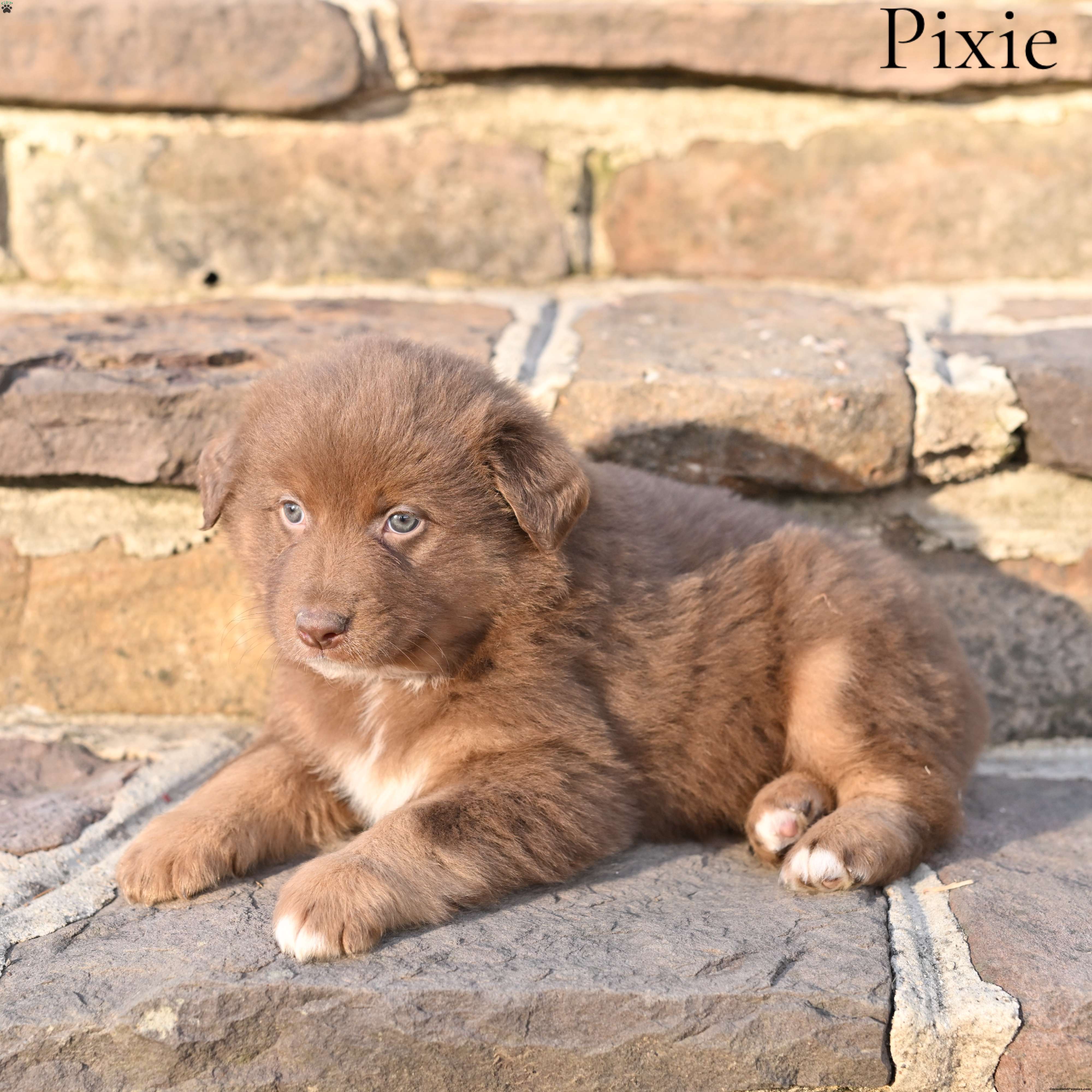 Pixie - Australian Shepherd Puppy For Sale in Pennsylvania